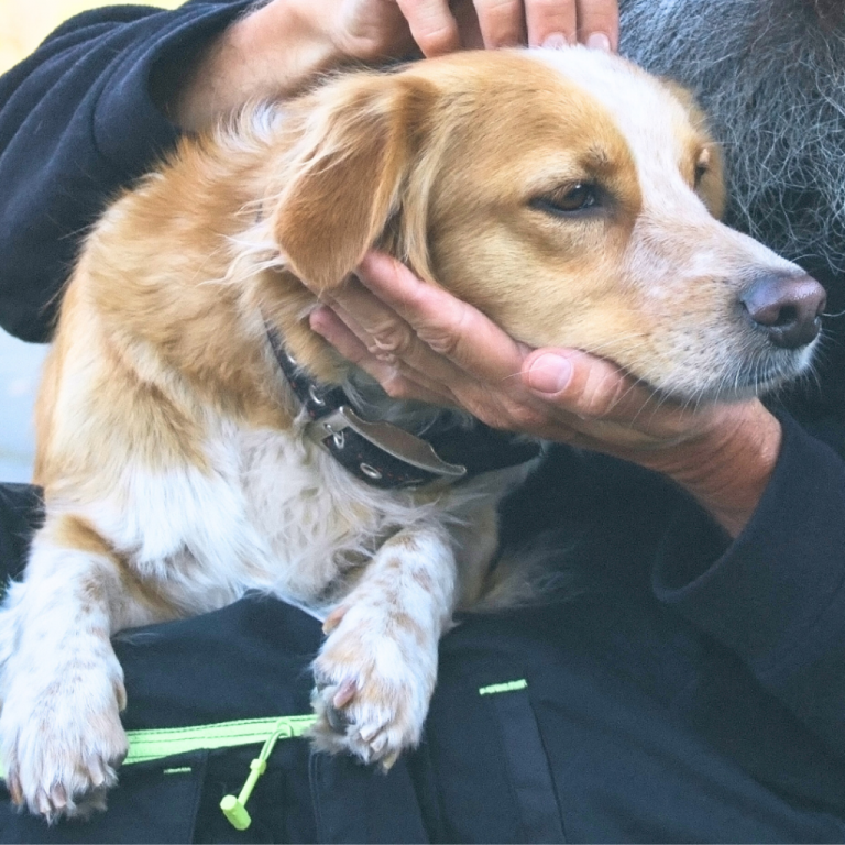 The Adoption Center - The Senior Dogs Project